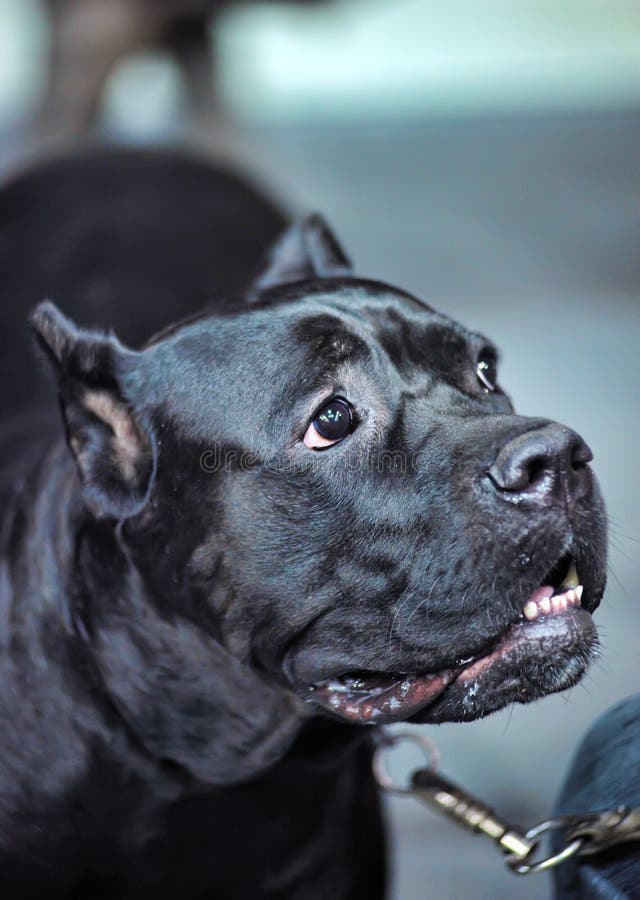 American Staffordshire Terrier Dog Stock Photo - Image of domestic ...