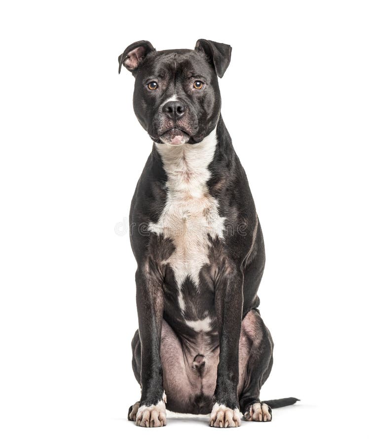 American Staffordshire Terrier, Isolated Stock Image - Image of shot ...