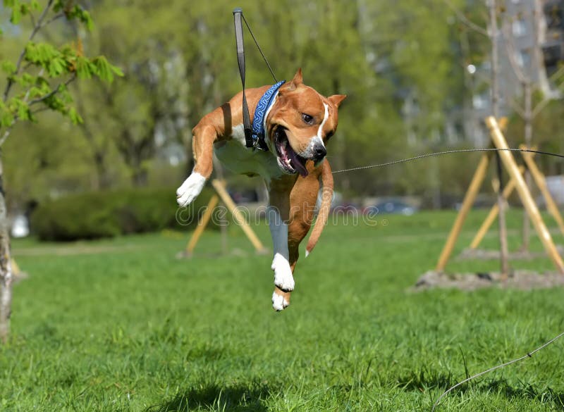 American Staffordshire Terrier Jumping Stock Image - Image of active ...