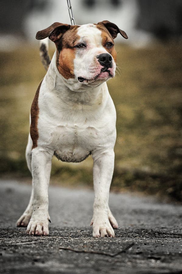 American Staffordshire Terrier Stock Image - Image of guarding, mammal ...