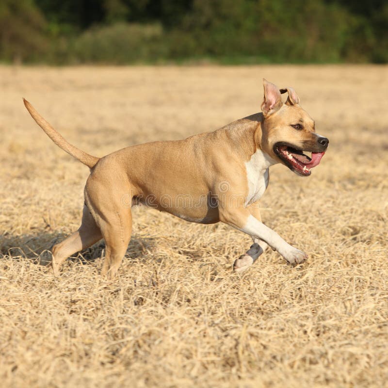 American Staffordshire Terrier Running Stock Photo - Image of mammal ...