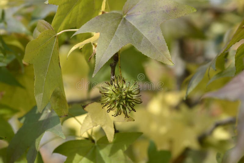 American sweetgum stock photo. Image of head, garden - 267942020