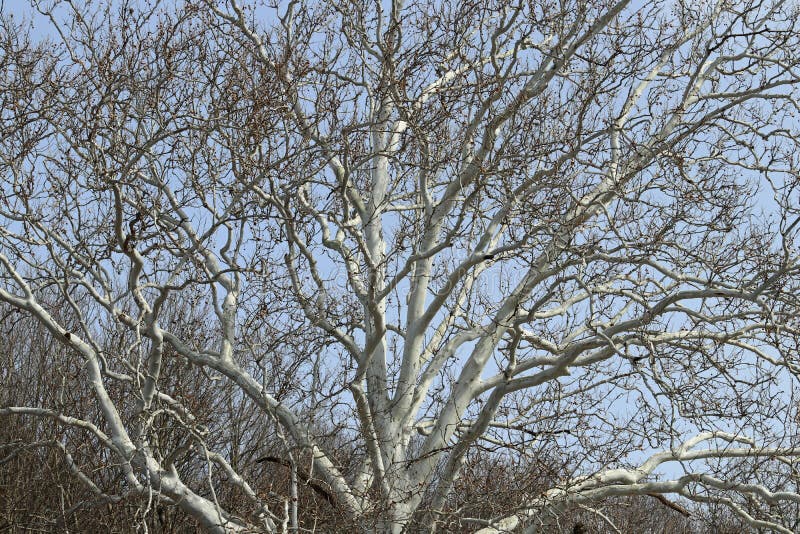 American Sycamore tree stock image. Image of blue, plant - 150223137