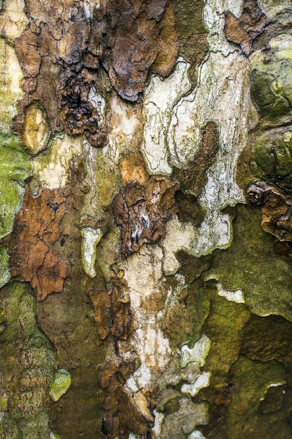 American Sycamore Tree Bark Stock Photo - Image of planetree, rain ...