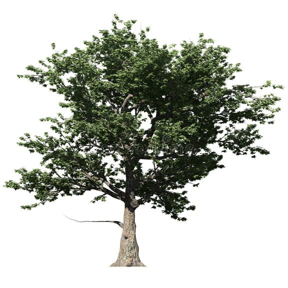 American Sycamore Tree â€“ Front View Isolated on White Background ...