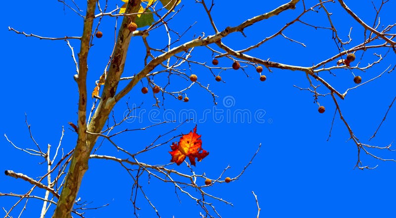 American Sycamore Stock Photos - Download 330 Royalty Free Photos