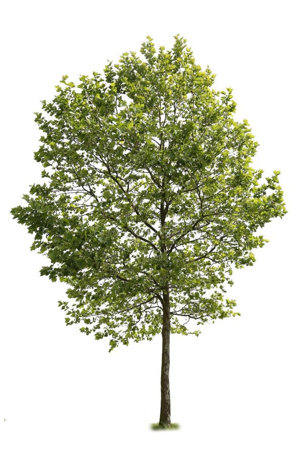 American Sycamore Tree, a Species of Plane Tree, Isolated on White ...