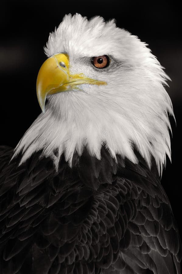 American Symbol stock image. Image of bald, animal, intense - 11780665