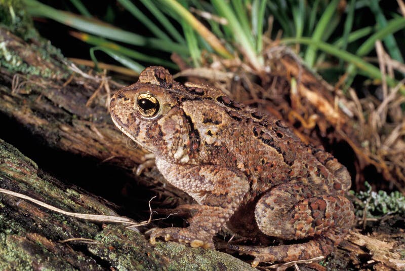 Eastern American Toad (Bufo Americanus) Stock Photo - Image of details ...