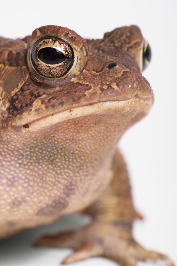 American toad amplexus stock image. Image of mating, male - 39844485