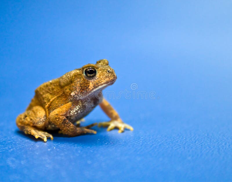 American Toad stock photo. Image of waiting, blue, amphibian - 5954206