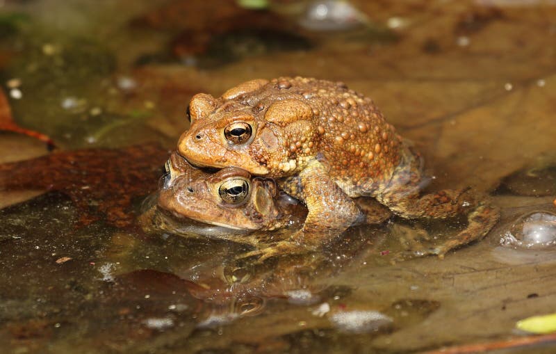 American toad amplexus stock image. Image of mating, male - 39844485