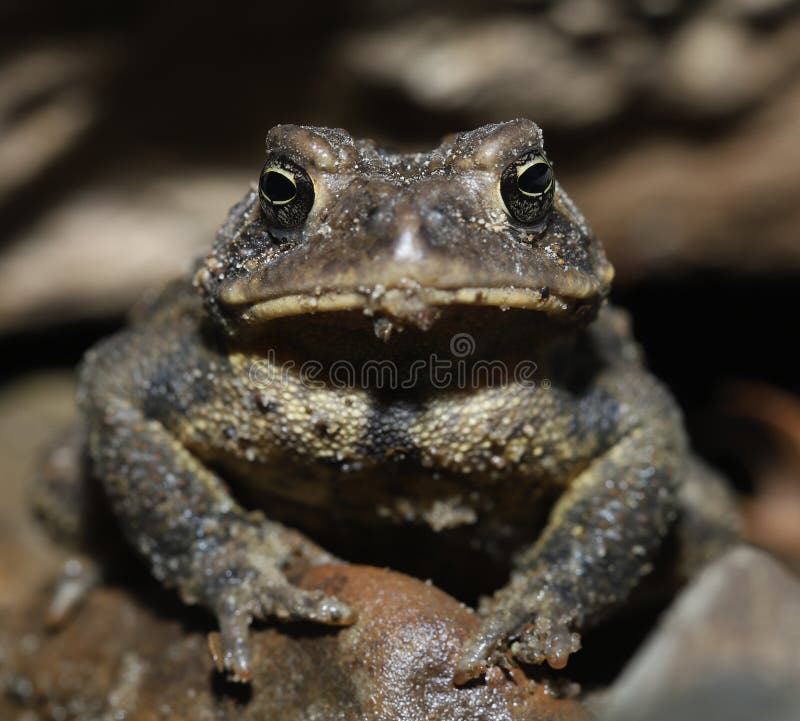 American Toad (Anaxyrus Americanus) Stock Photo - Image of amphibian ...