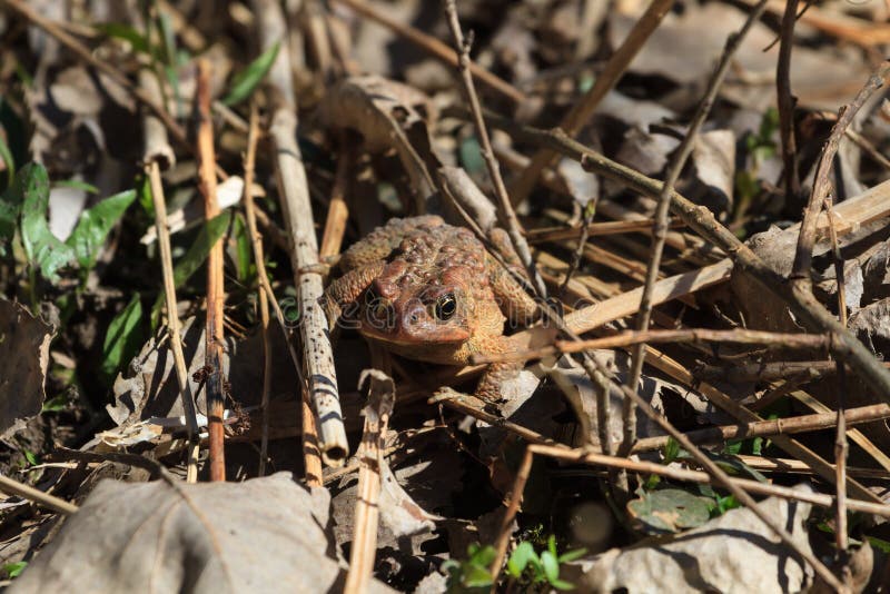 American Toad Appearing through a Pile of Leaves Stock Photo - Image of ...