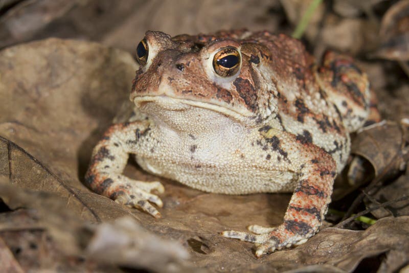 Calling Male American Toad stock photo. Image of amphibian - 19199002
