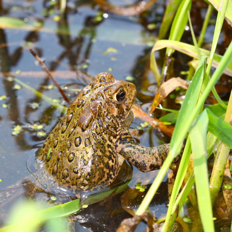 American Toad (Bufo Americanus) Stock Image - Image of organism, call ...