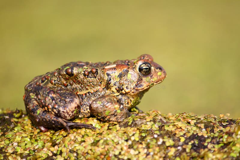 Calling Male American Toad stock photo. Image of amphibian - 19199002