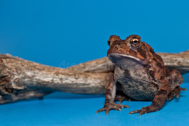 Meditating American Toad stock image. Image of color, arms - 5954211