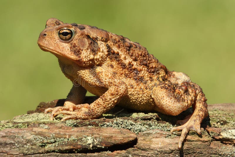 American Toad Bufo Americanus Stock Image - Image of wildlife, american ...