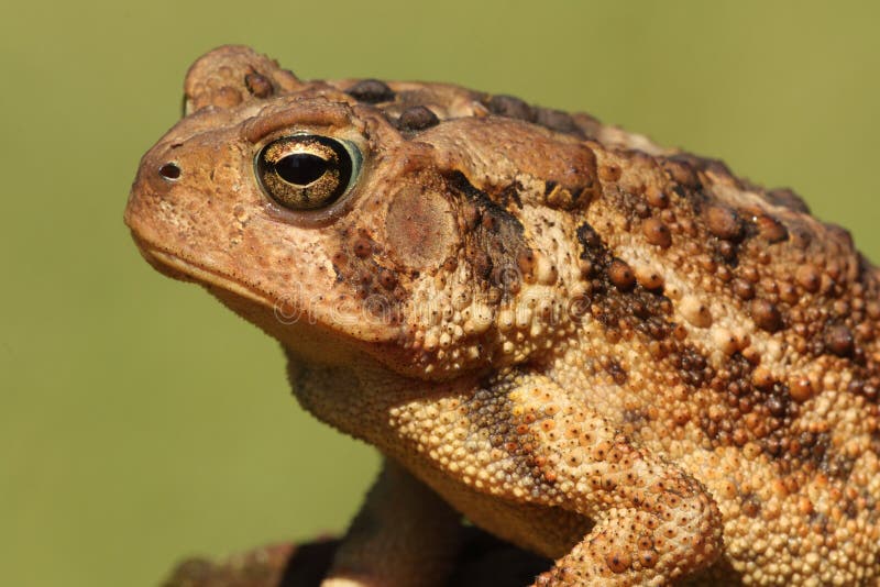 American Toad Bufo Americanus Stock Image - Image of wildlife, american ...