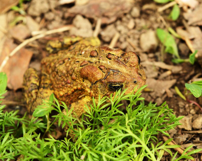 An American Toad stock image. Image of environment, alive - 219712383