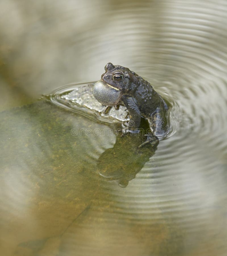 American toad croaking stock image. Image of nocturnal - 113449363