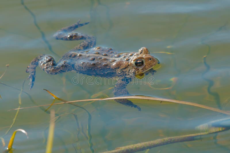 American Toad - Anaxyrus Americanus Stock Photo - Image of nature ...