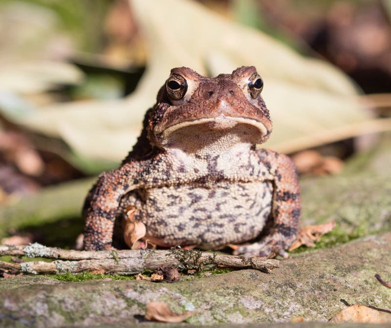 1,489 American Toad Stock Photos - Free & Royalty-Free Stock Photos ...