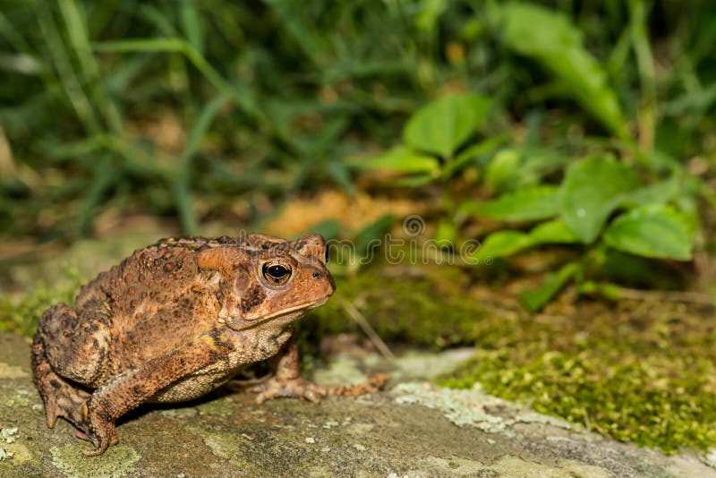 American toad amplexus stock image. Image of mating, male - 39844485