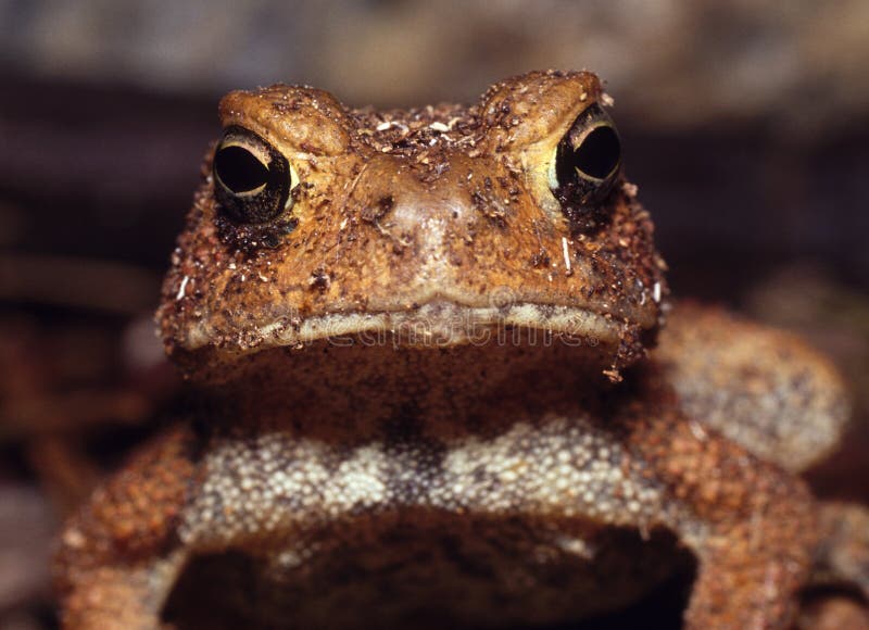 438 Toad Looking Camera Stock Photos - Free & Royalty-Free Stock Photos ...