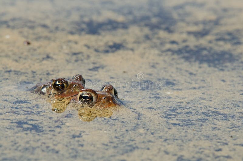 American toad mating stock photo. Image of americanus - 94268136