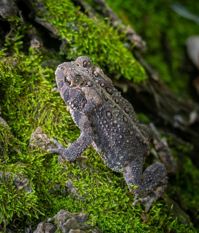 American Toad on a Mossy Tree Stock Image - Image of tree, moss: 220634507