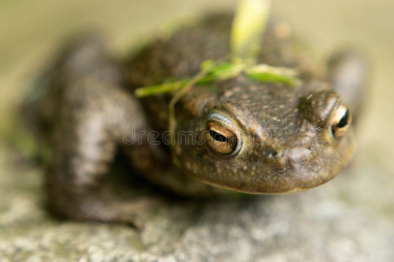 Solitary Toad Stock Photos - Free & Royalty-Free Stock Photos from ...