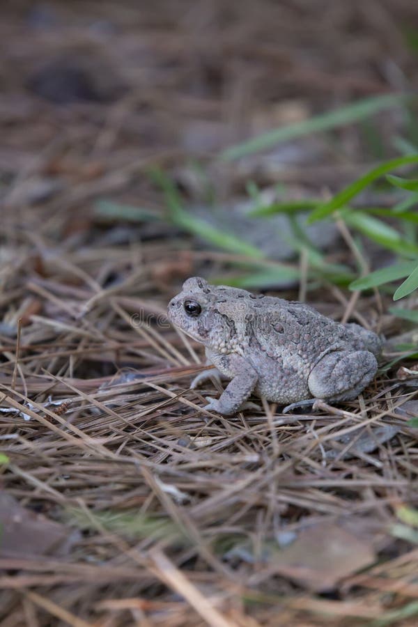 American Toad on Pinestraw stock image. Image of cute - 213928181