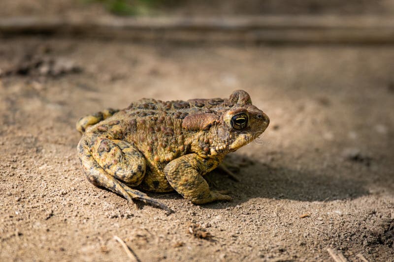 American Toad on sand stock image. Image of toad, species - 314028443