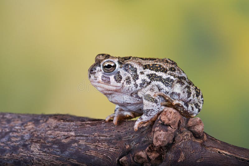 Grumpy Frog Photos - Free & Royalty-Free Stock Photos from Dreamstime