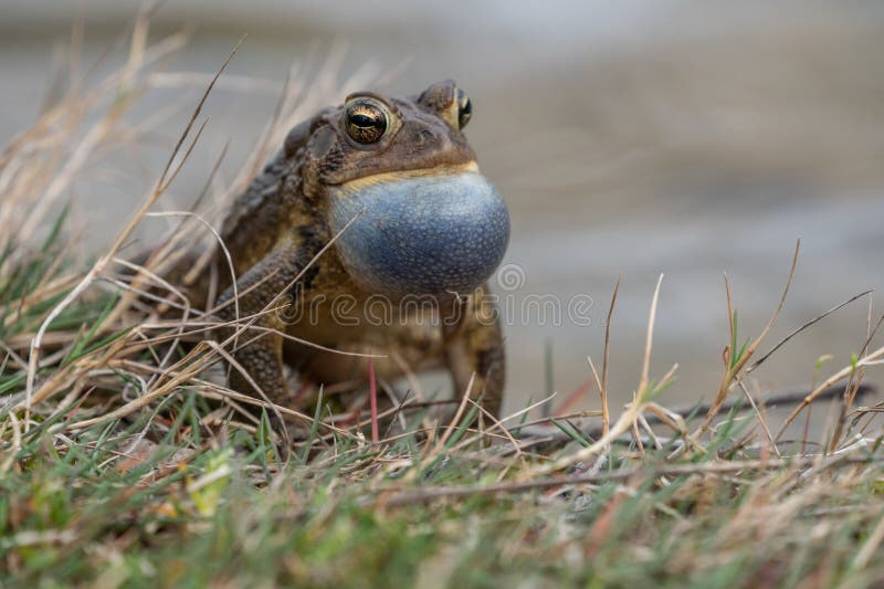 American Toad Sits on Side of Pond Stock Photo - Image of mating ...