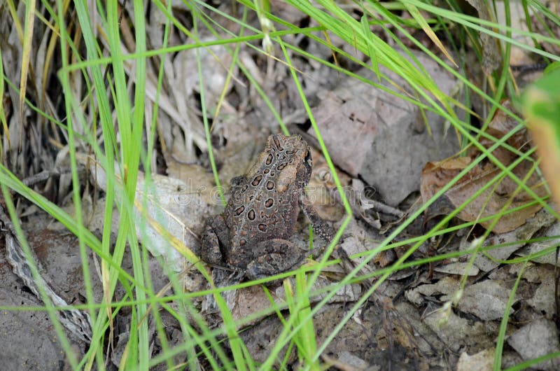 American Toad - Stock Photo Stock Image - Image of wilderness, outdoors ...