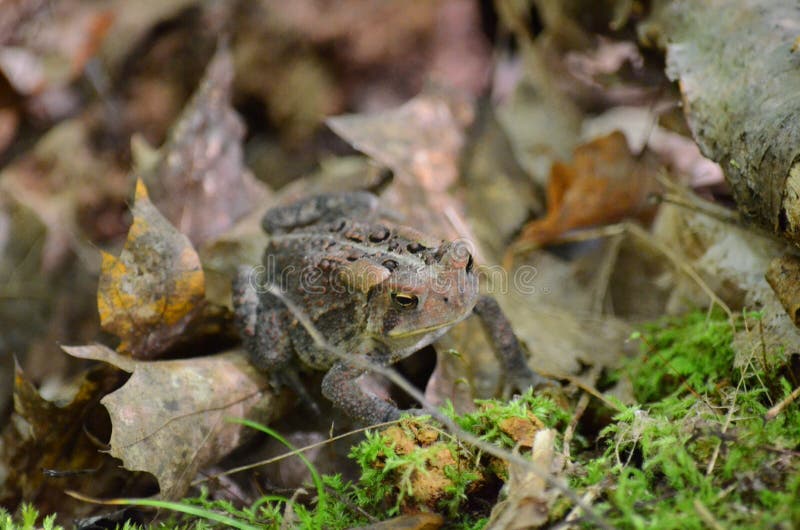 American Toad - Stock Photo Stock Image - Image of bright, canada ...