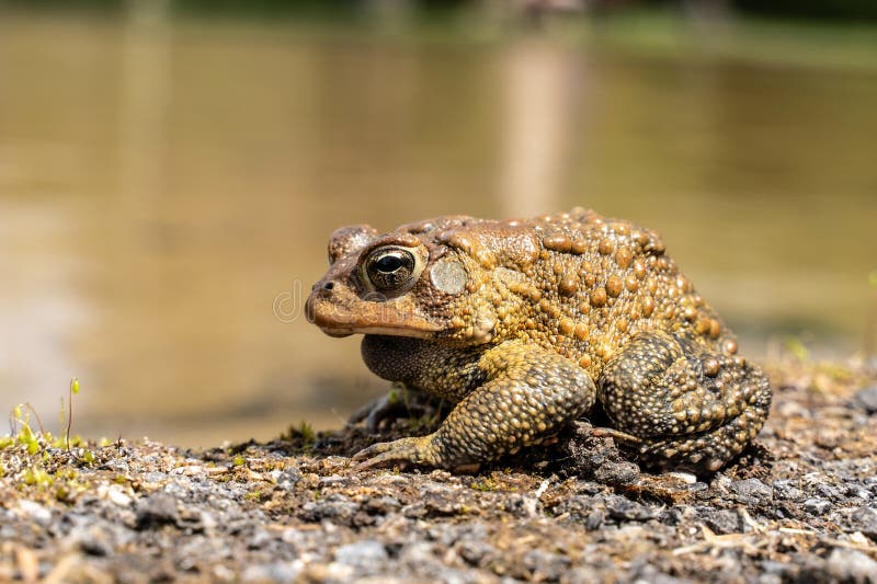 American Toad Sitting on the Side of a Pond Stock Image - Image of ...