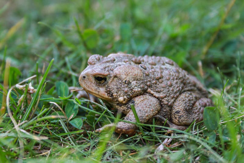 American Toad stock image. Image of minnesota, nature - 38497331