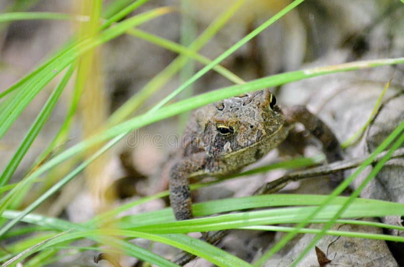 American Toad - Stock Photo Stock Photo - Image of environment, animal ...