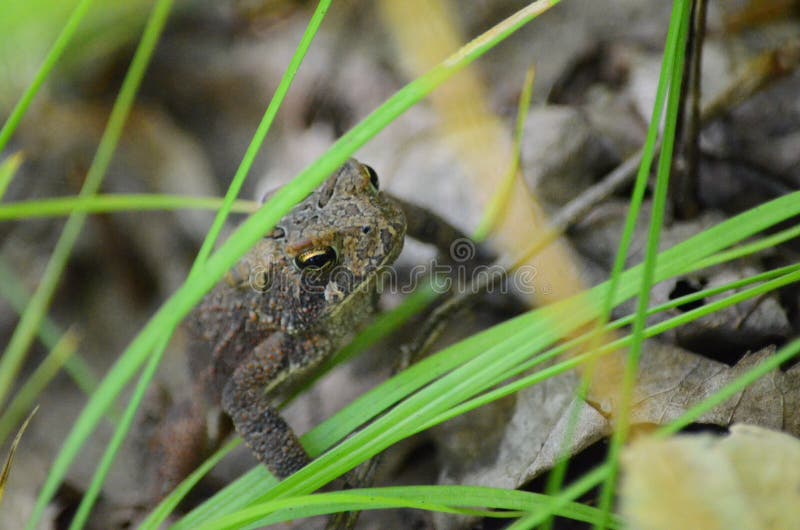 American Toad - Stock Photo Stock Image - Image of squatter, animals ...