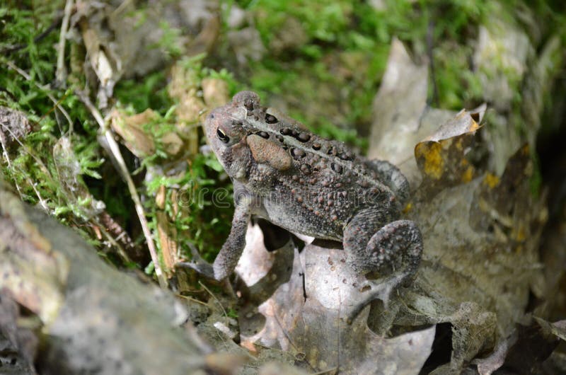 American Toad - Stock Photo Stock Image - Image of nature, amphibian ...
