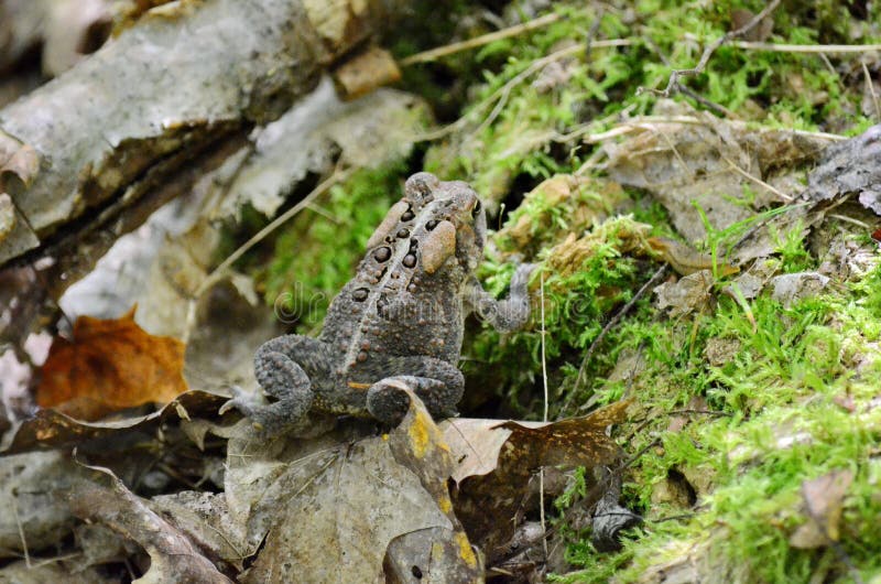 American Toad - Stock Photo Stock Image - Image of colors, animals ...