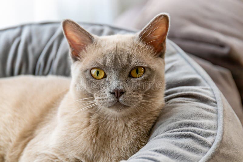 American Traditional Burmese Cat Lying Down, Calm Expression, Close-up ...