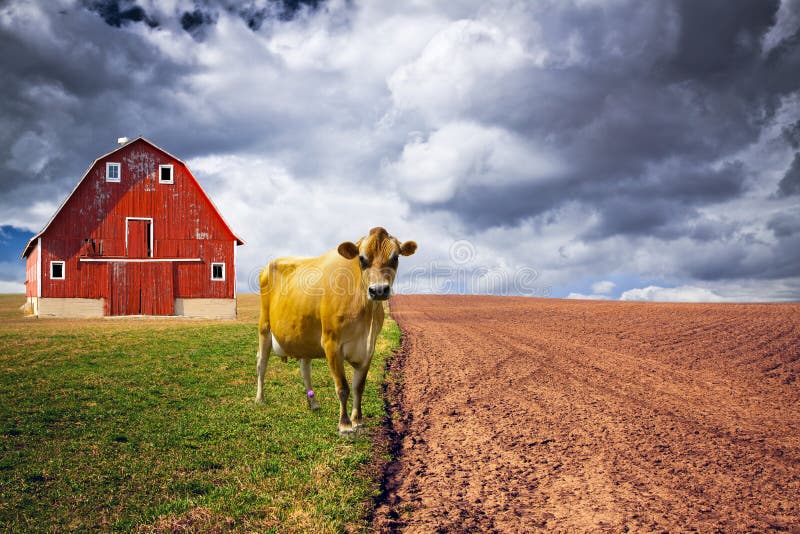 American Traditional Milk Farm Stock Image - Image of farmland, country ...