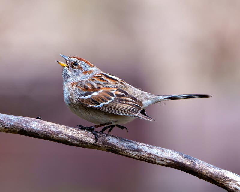 American Tree Sparrow Photo and Image. Sparrow Close-up Side View ...