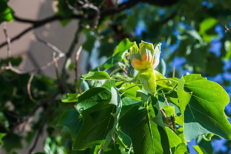 American Tulip Tree - Liriodendron Tulipifera Stock Photo - Image of ...