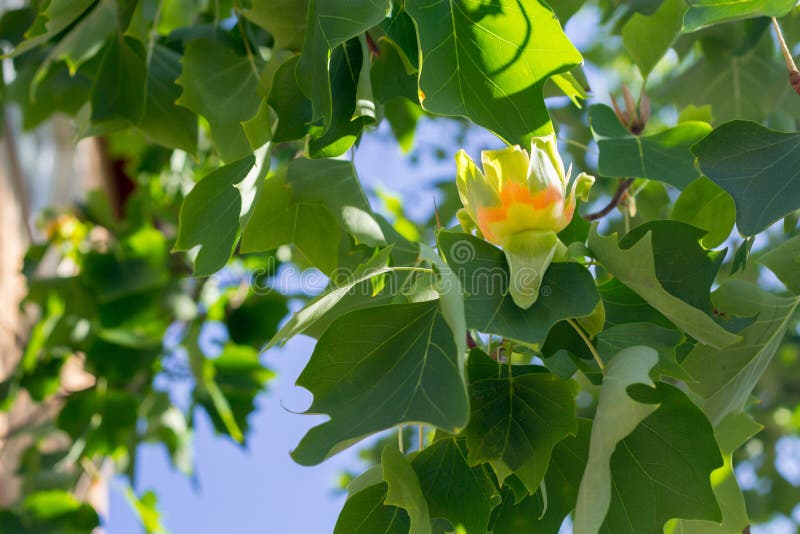American Tulip Tree - Liriodendron Tulipifera Stock Image - Image of ...